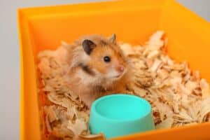 Why Is My Hamster Bleeding From The Nose And Mouth? - Petstant