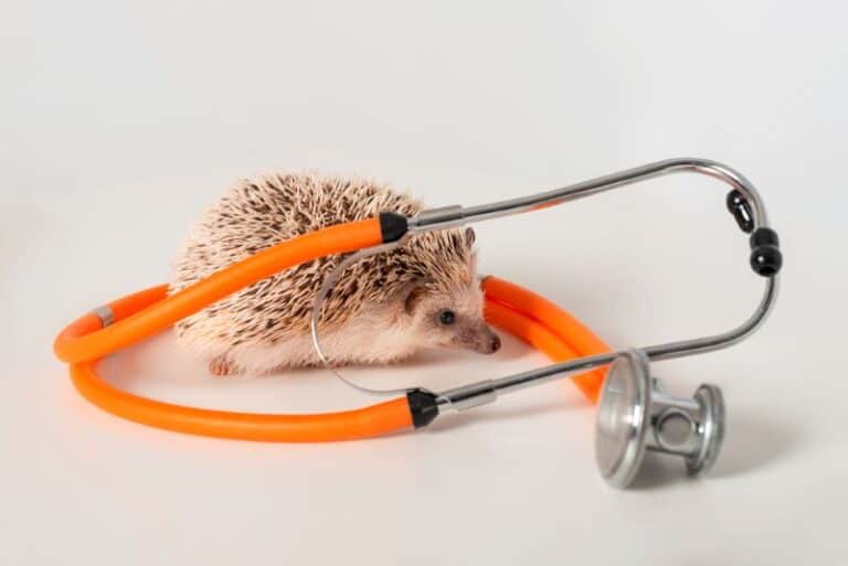 What To Do If Your Hedgehog Has Cancer - Petstant