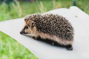 Are Hedgehogs Dangerous? - Petstant